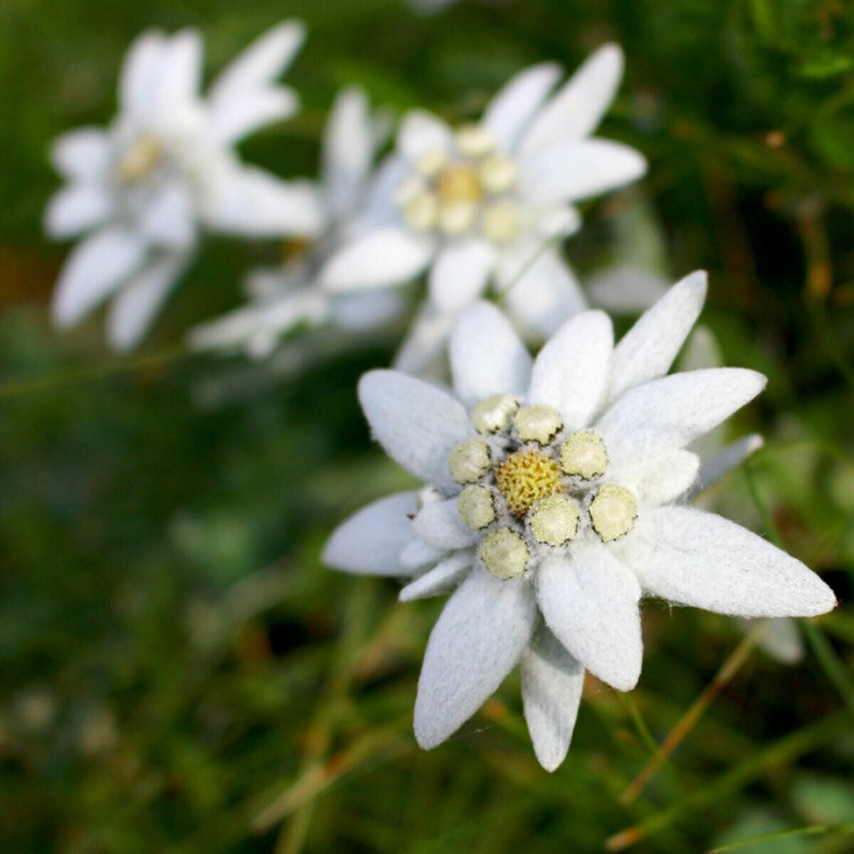 Edelweiss – Seed Street Australia