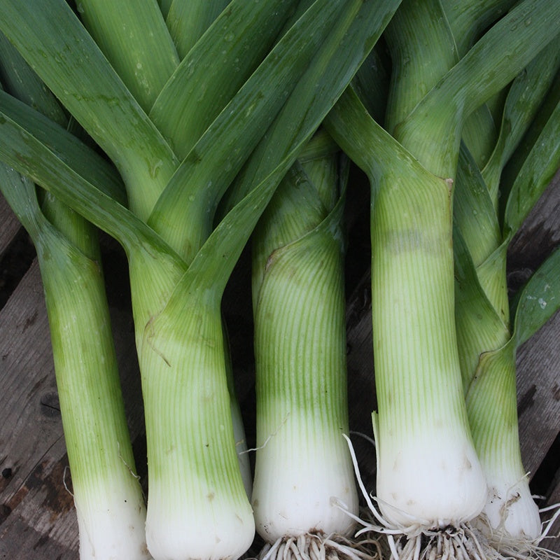 Leek – Seed Street Australia