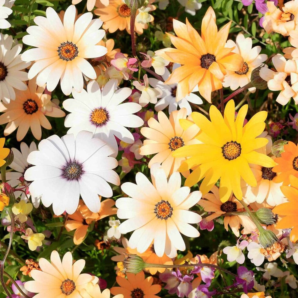 African Daisy – Seed Street Australia