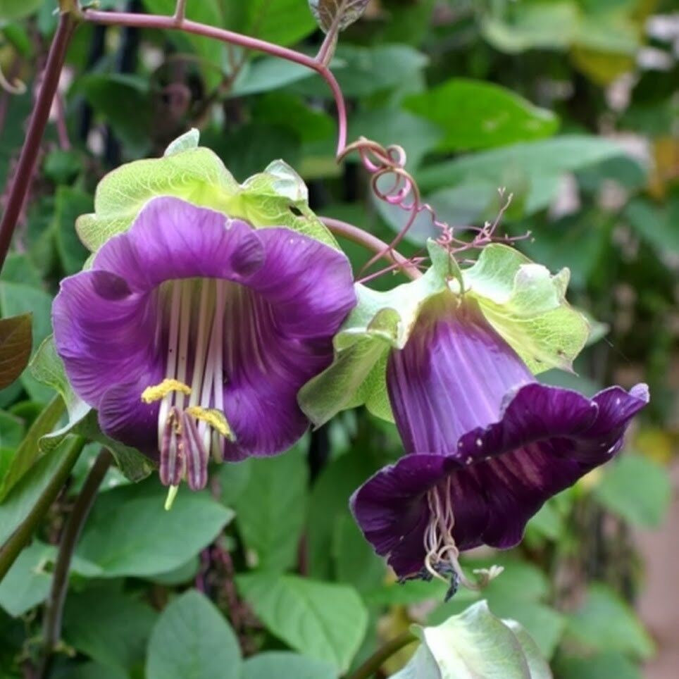 Cobaea scandens – Seed Street Australia