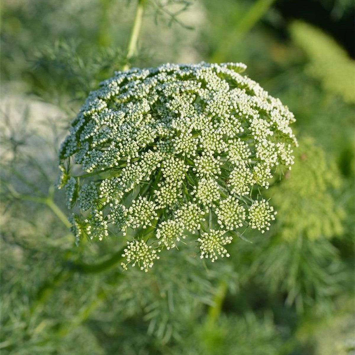 Ammi Visnaga 'Green Mist' – Seed Street Australia