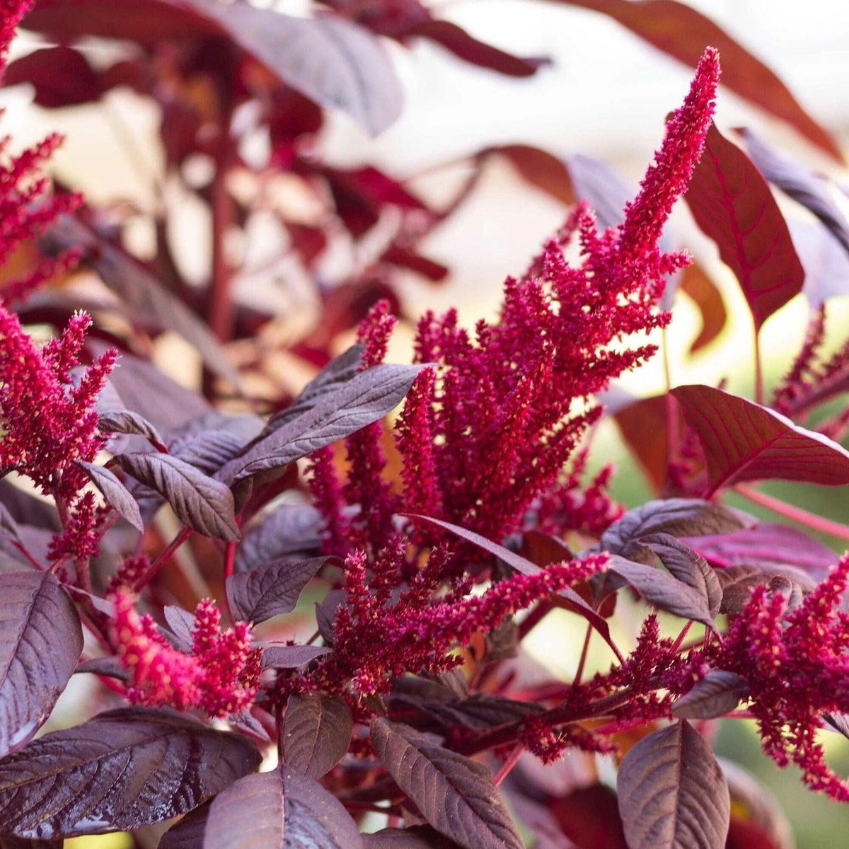 Amaranthus 'Arabian Red' – Seed Street Australia