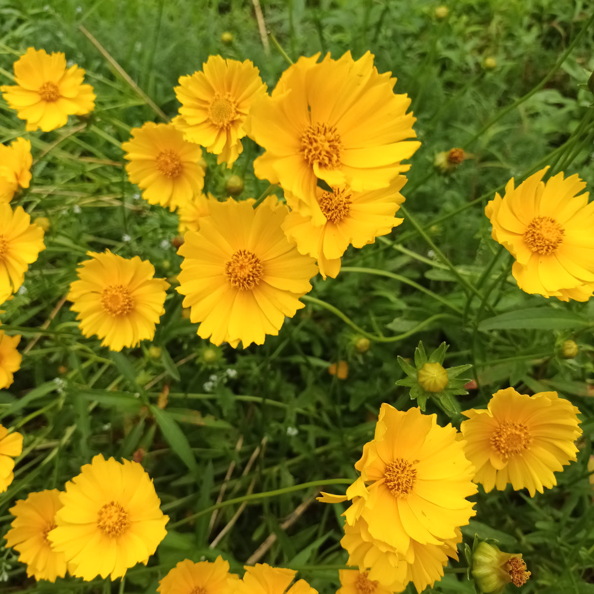 Coreopsis 'Mayfield giants' – Seed Street Australia