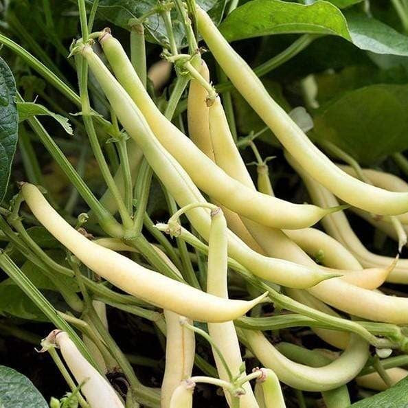 Bean 'Cherokee Wax' – Seed Street Australia