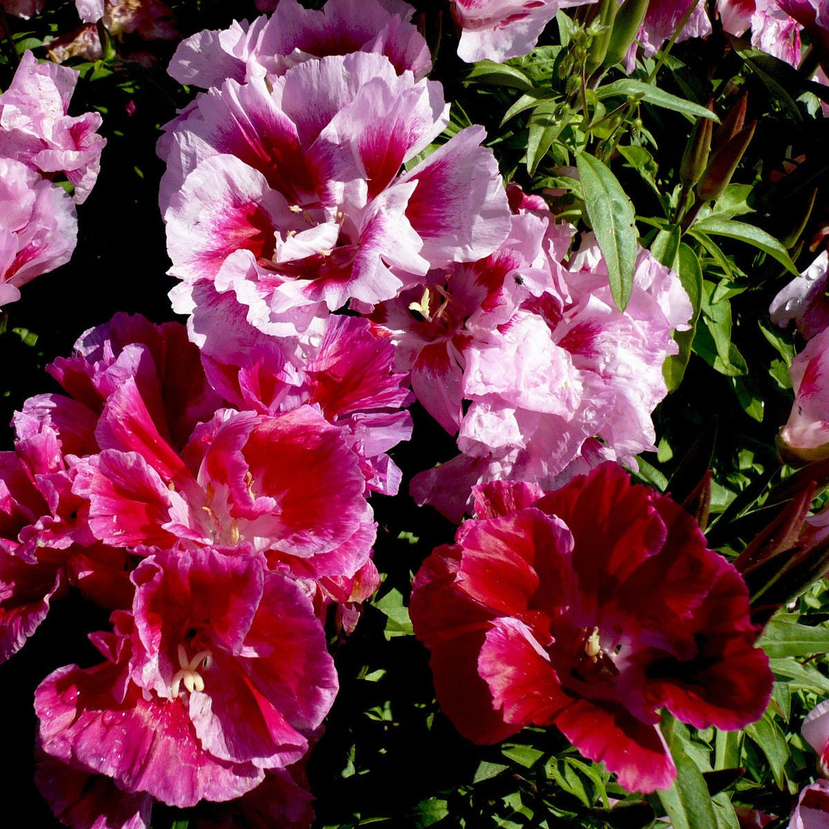 Godetia azaleaflora dwarf double mix – Seed Street Australia