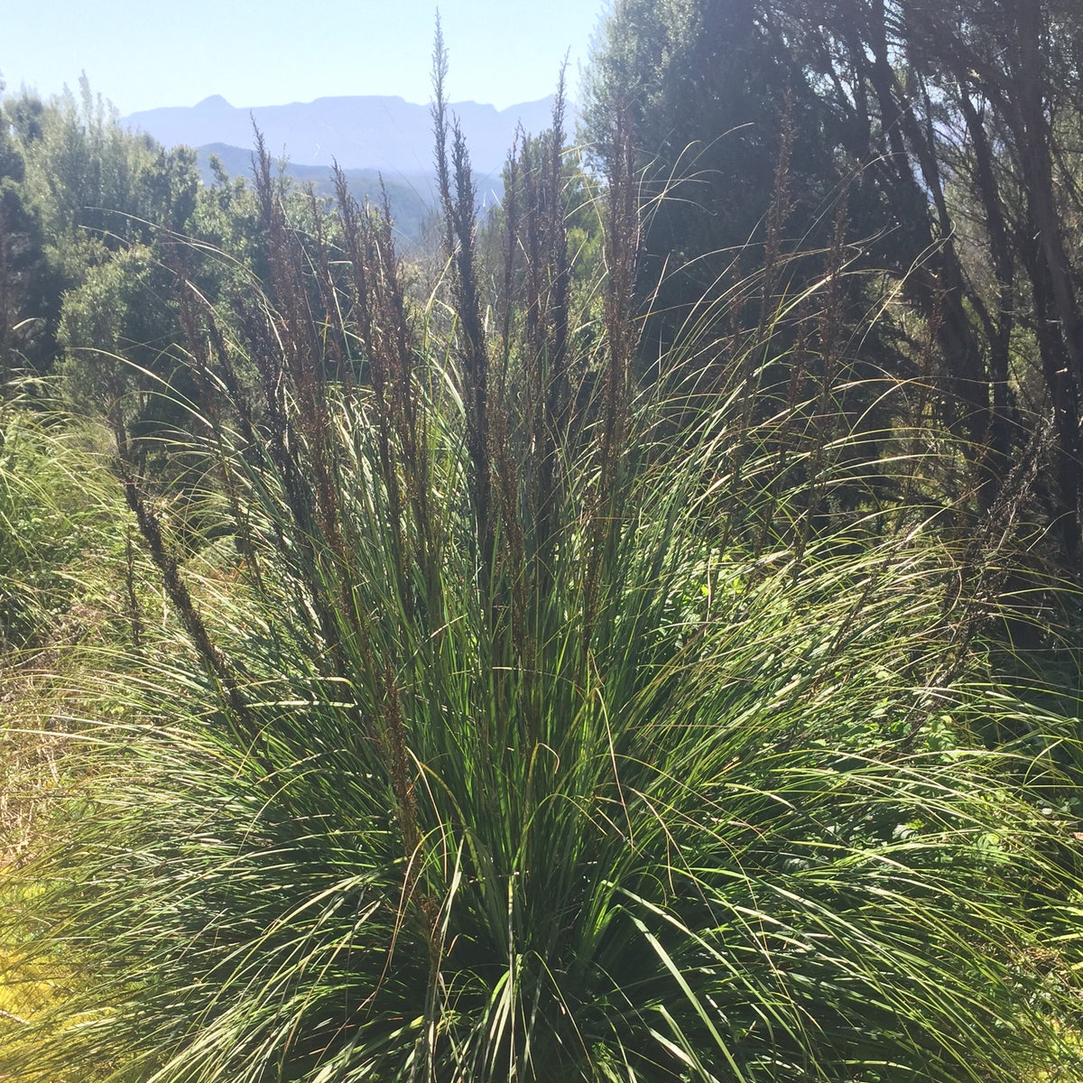 Gahnia aspera – Seed Street Australia