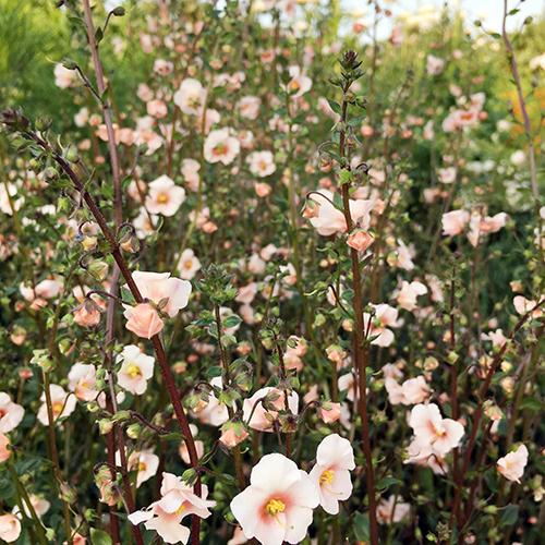 Alonsoa meridionalis 'Salmon Beauty' – Seed Street Australia