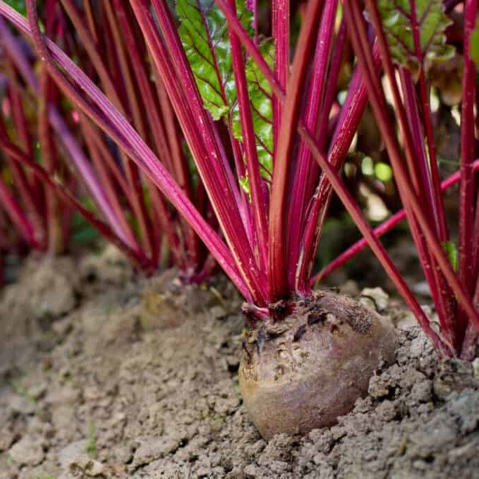 Beetroot Early Wonder – Seed Street Australia
