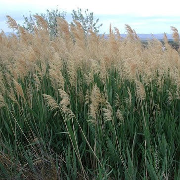 Phragmites Australis - Common Reed – Seed Street Australia