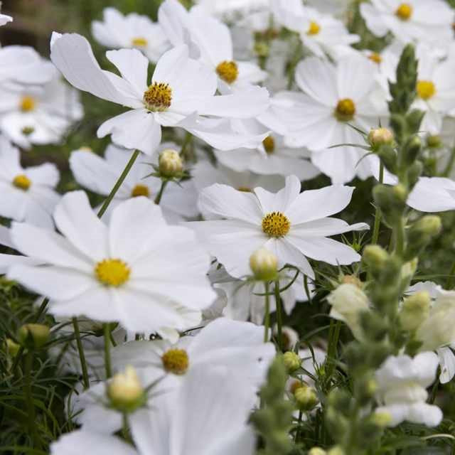 Cosmos Sensation Purity White – Seed Street Australia