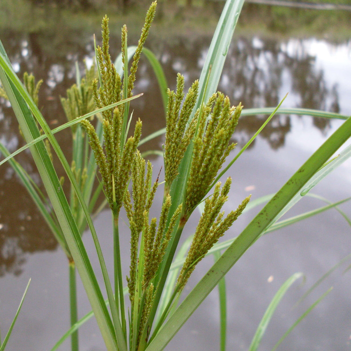 Cyperus exaltutus - Umbrella Sedge Grass – Seed Street Australia