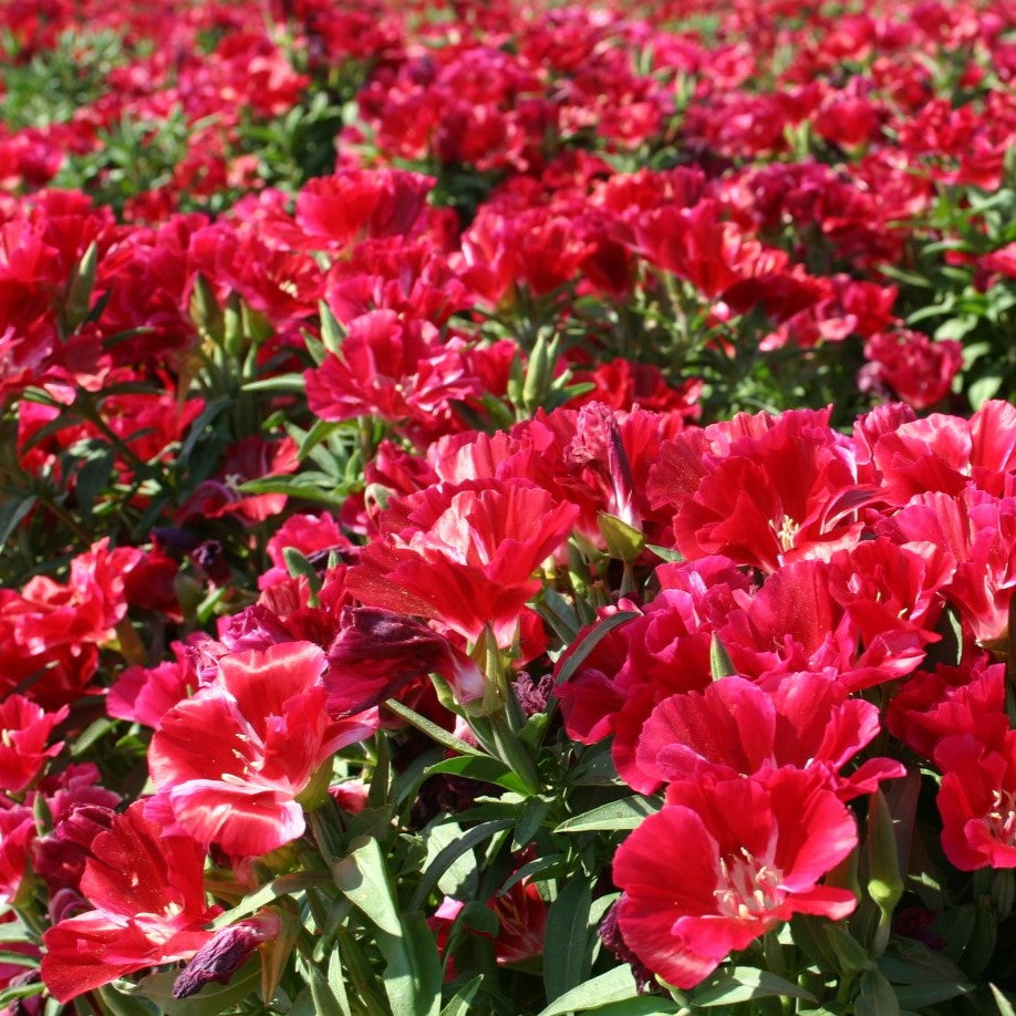 Godetia 'Meteor' – Seed Street Australia
