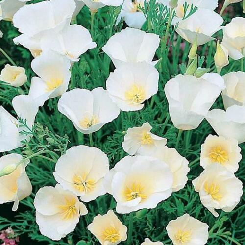 California Poppy "ESCHSCHOLZIA IVORY CASTLE" – Seed Street Australia