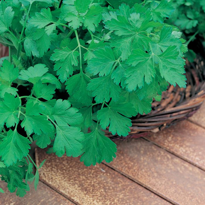 Parsley 'Grande Italian' – Seed Street Australia