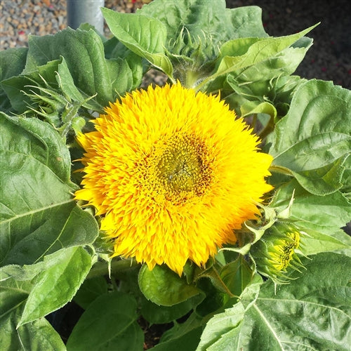 Sunflower 'Teddybear Pot' – Seed Street Australia